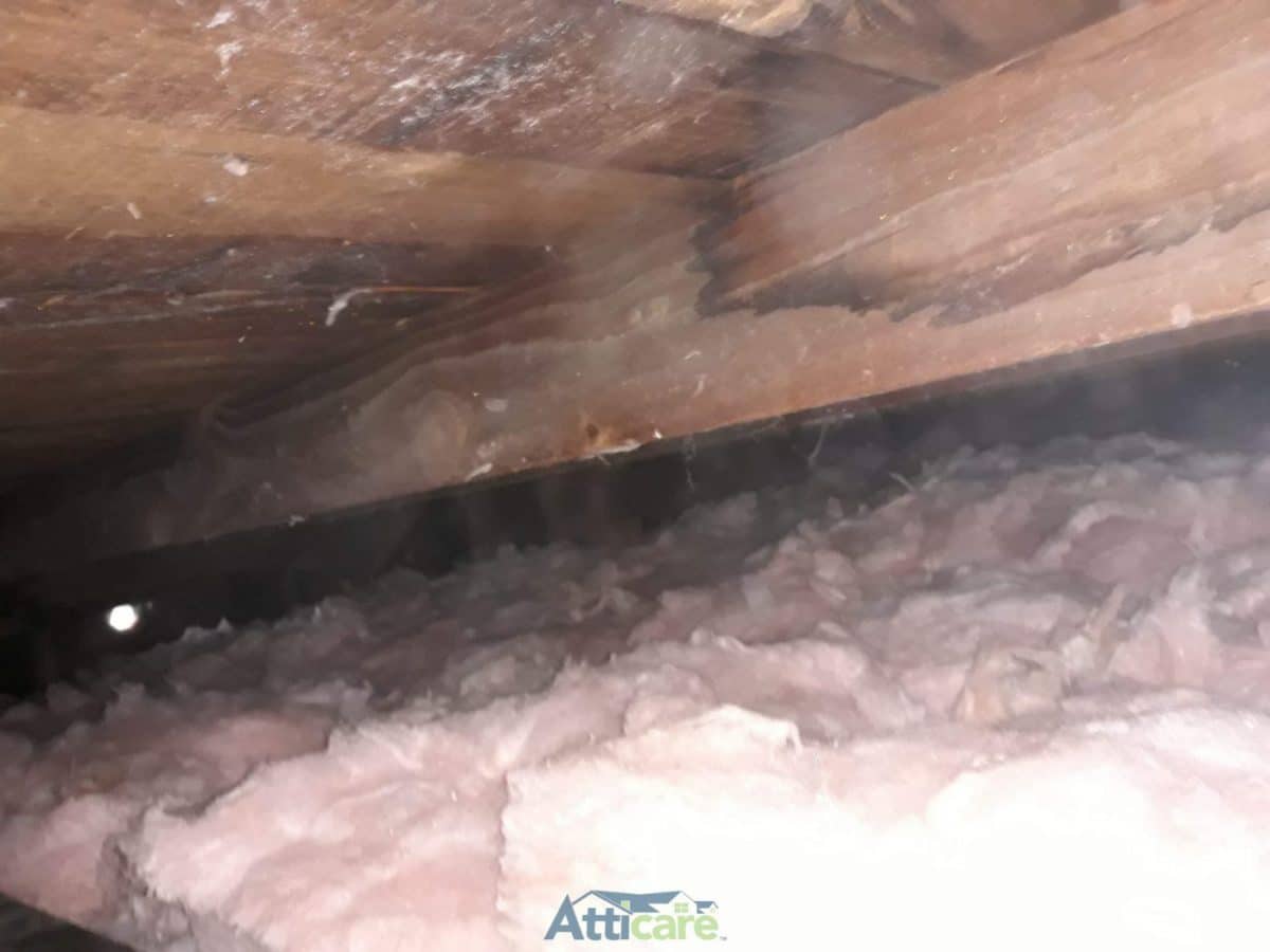 Los Angeles Attic & Crawlspace Cleanup Project | Atticare
