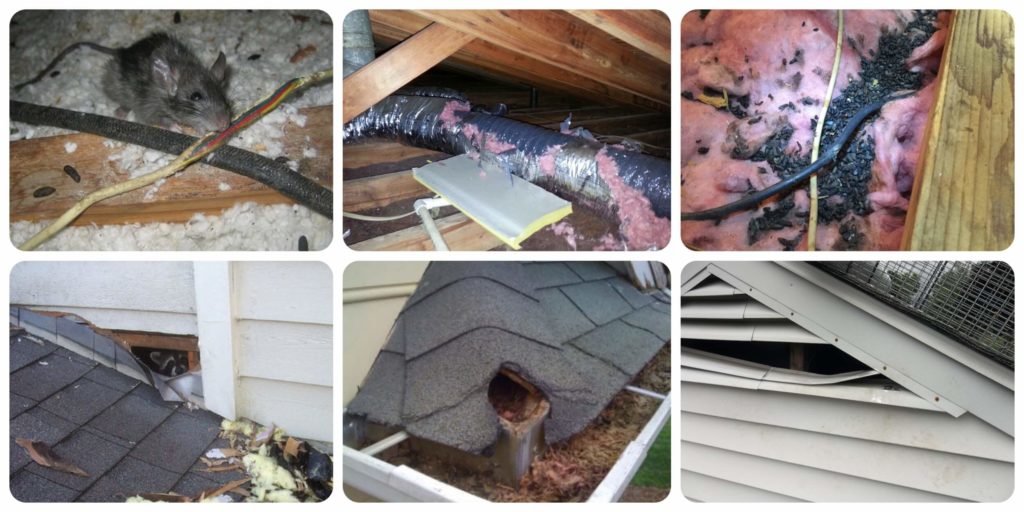 Rodent Proofing Services - NY, NJ, LA, San Francisco - Atticare